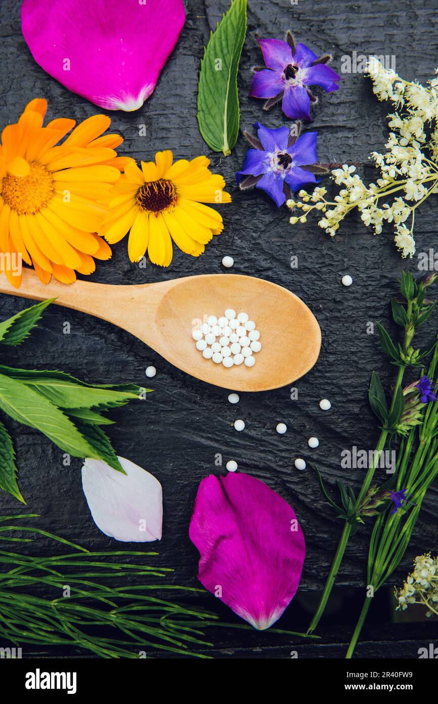 Homeopathic medicine pills on wooden spoon, decorated with fresh ...