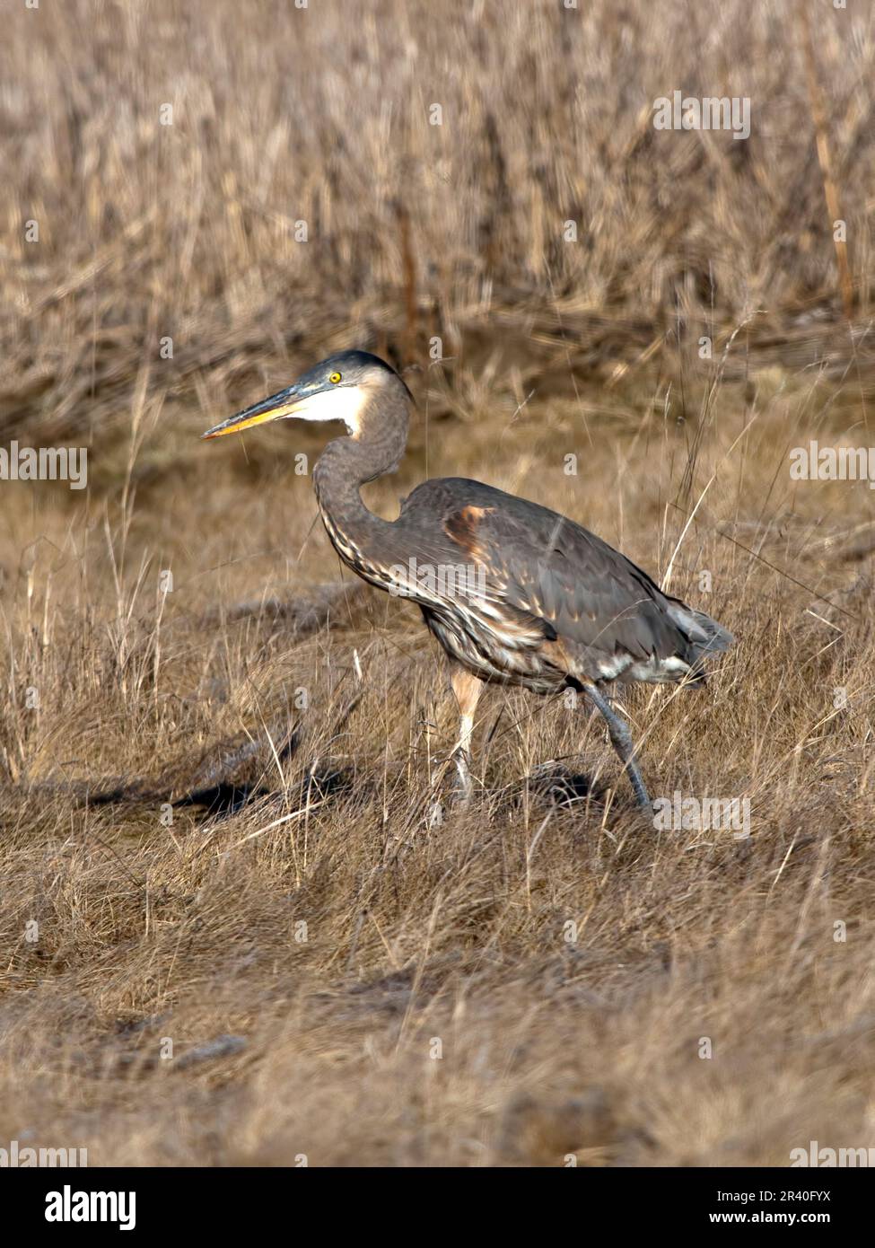 Heron field hi-res stock photography and images - Alamy