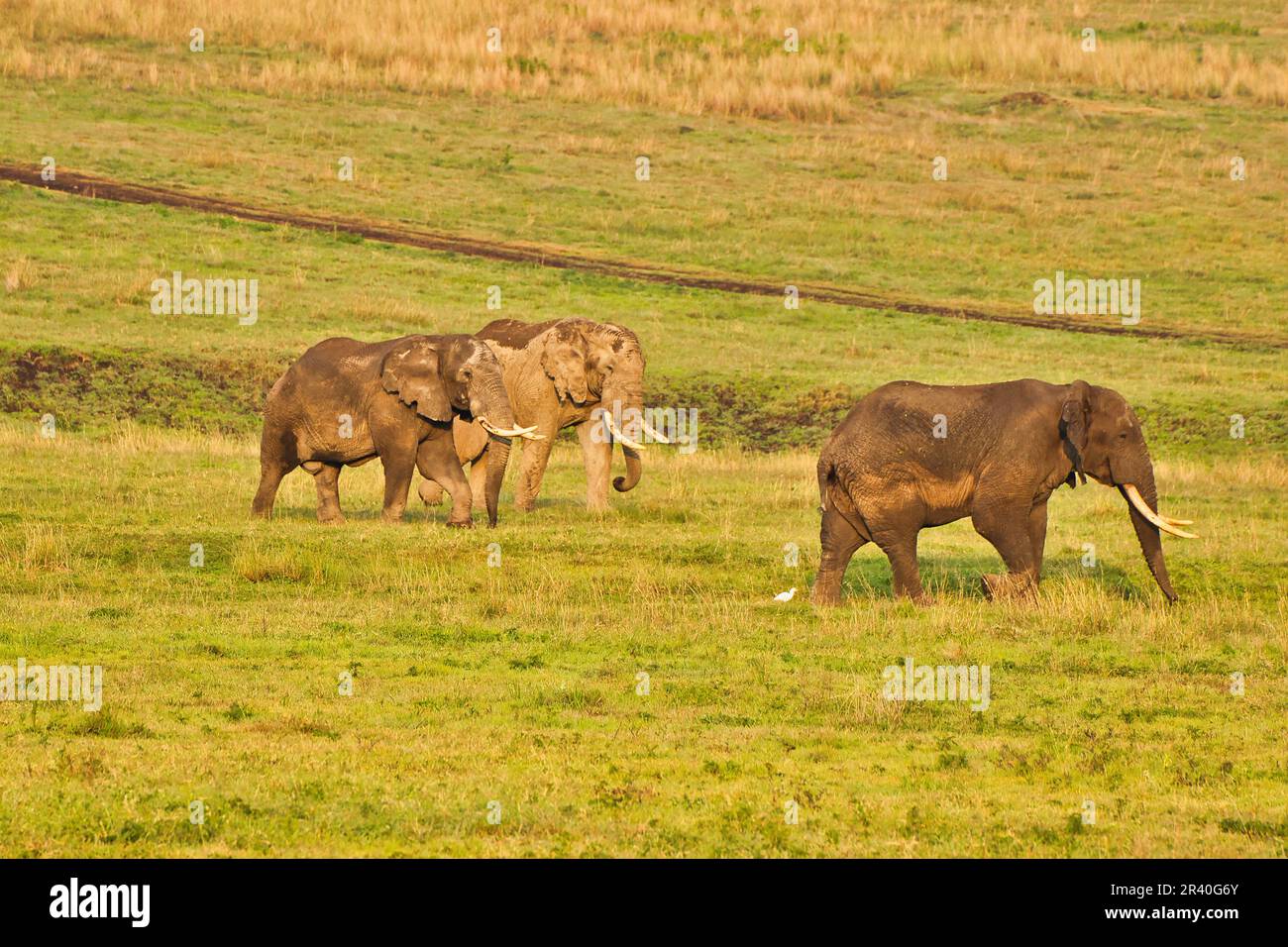 The exceptionally large elephants inside the Ngorongoro crater ...