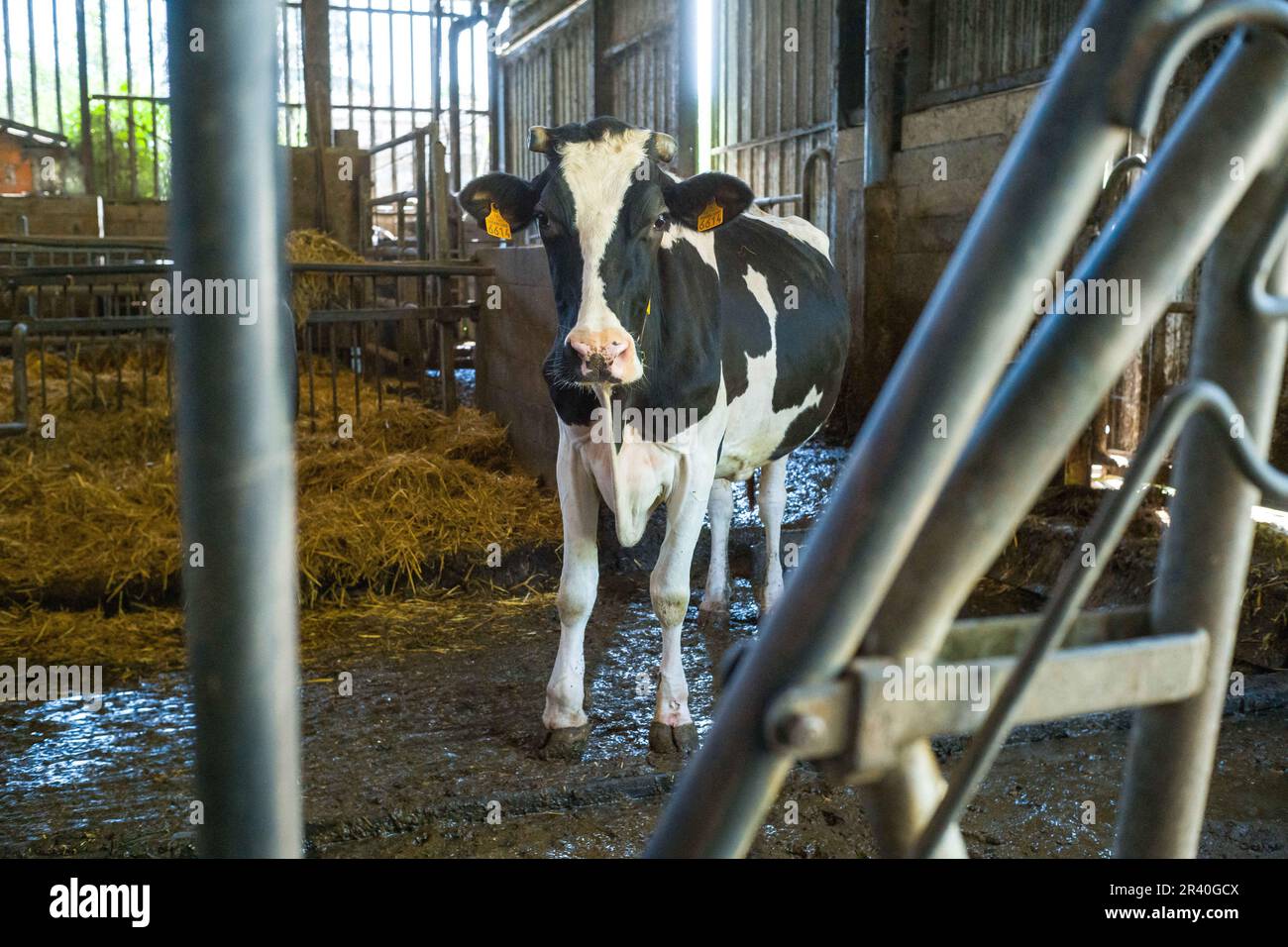 Dairy cows in the barn at Ferme des Tilleuls in Saint Nauphary (82 ...
