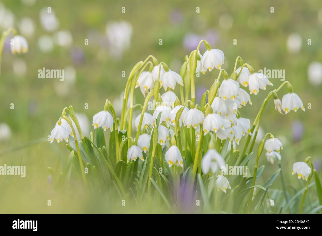 Snowflake photography hi-res stock photography and images - Alamy