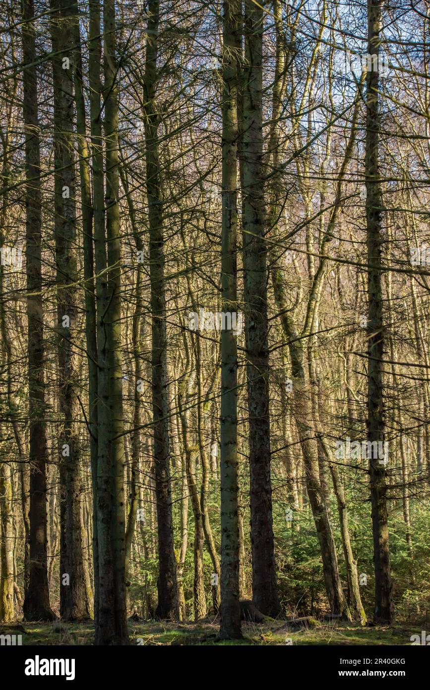 Swampy spruce forest hi-res stock photography and images - Alamy
