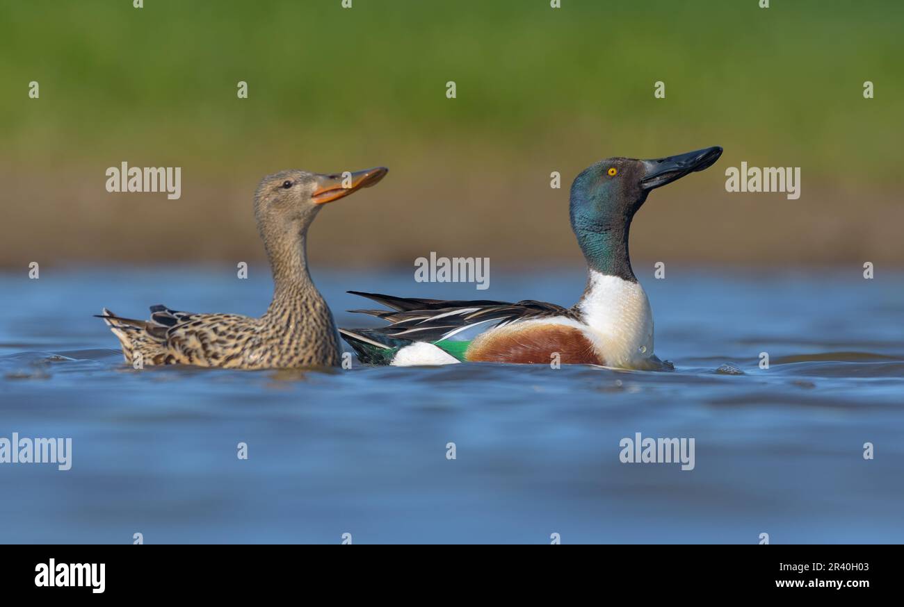 Lekking pair of male and female Northern Shovelers (Spatula clypeata ...