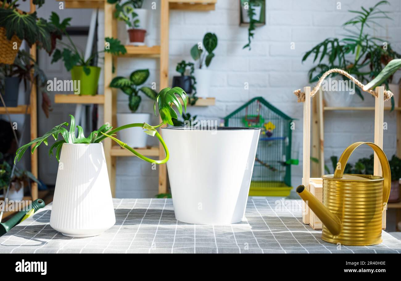 Planting a rooted stalk home plant Philodendron into new pot in home ...