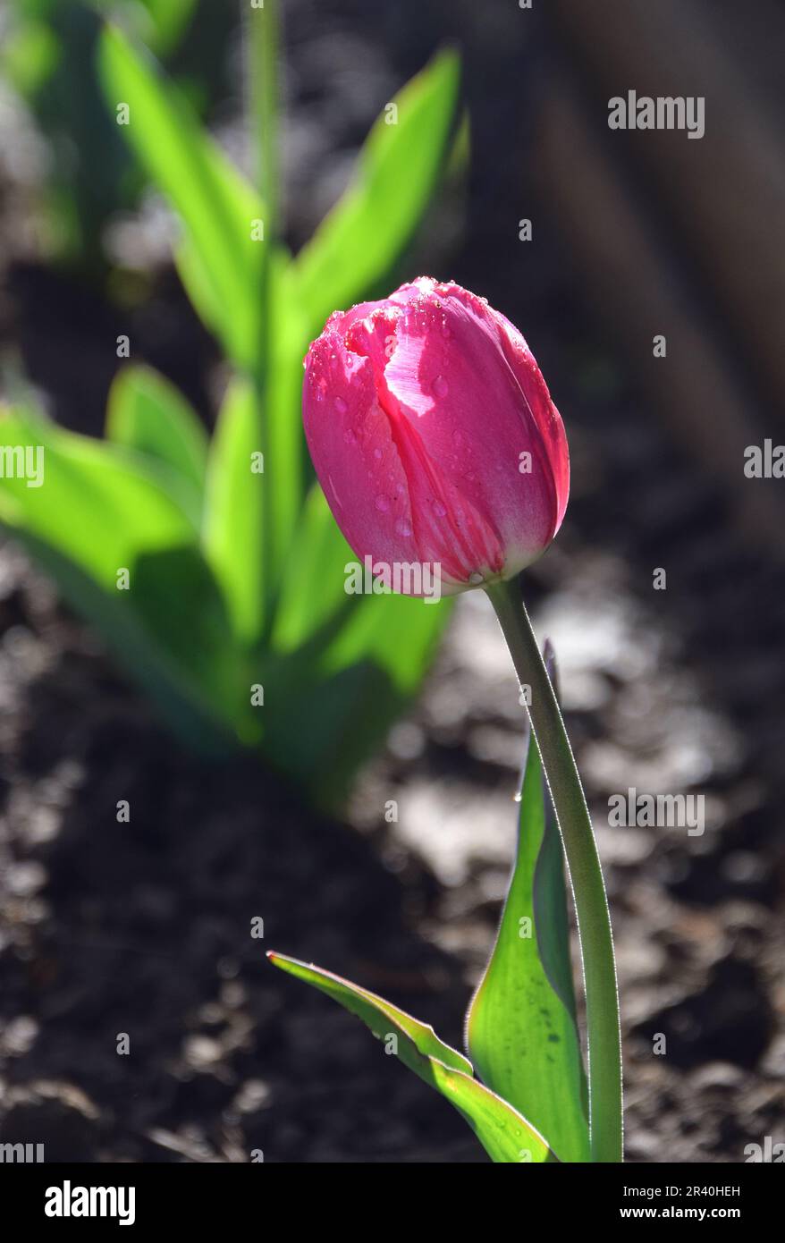 Pink tulip starting to open in the sun with water droplets Stock Photo ...