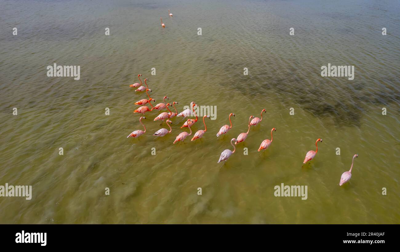 Cluster Of Pink Flamingos In Rio Lagartos With More Birds Landing In ...