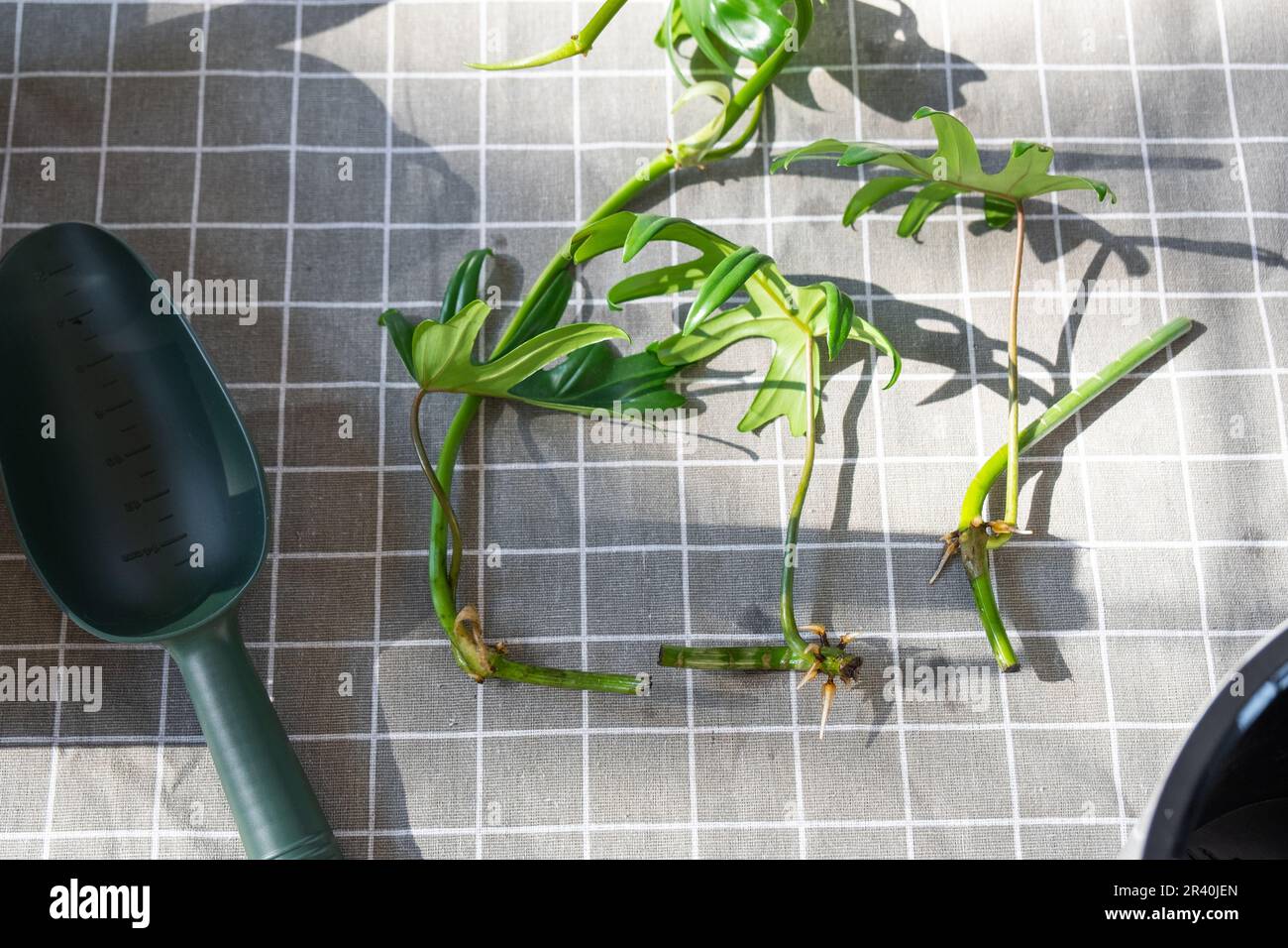 Layout on the table of a philodendron sprout with roots and equipment ...