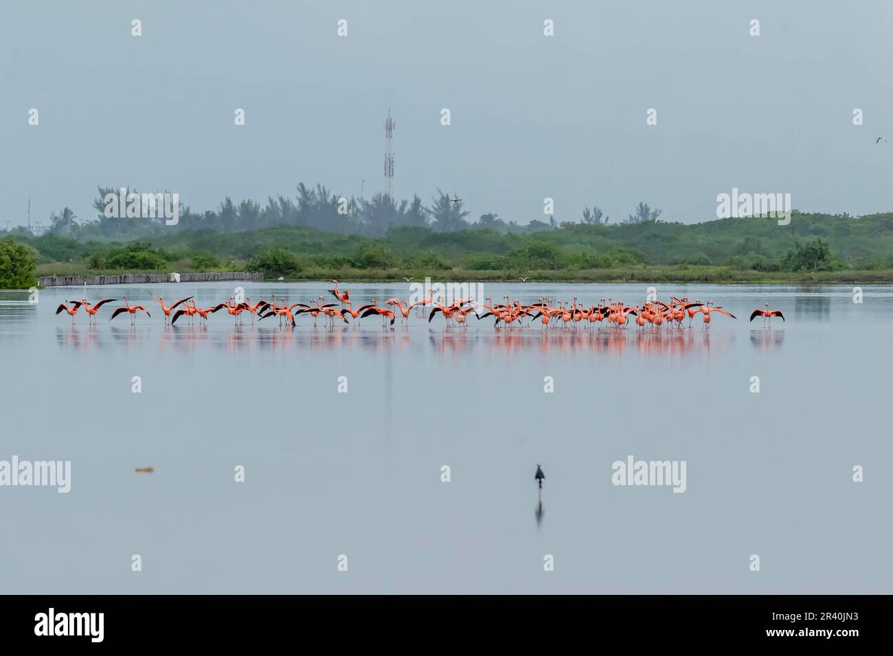 Cluster Of Pink Flamingos In Rio Lagartos With More Birds Landing In ...