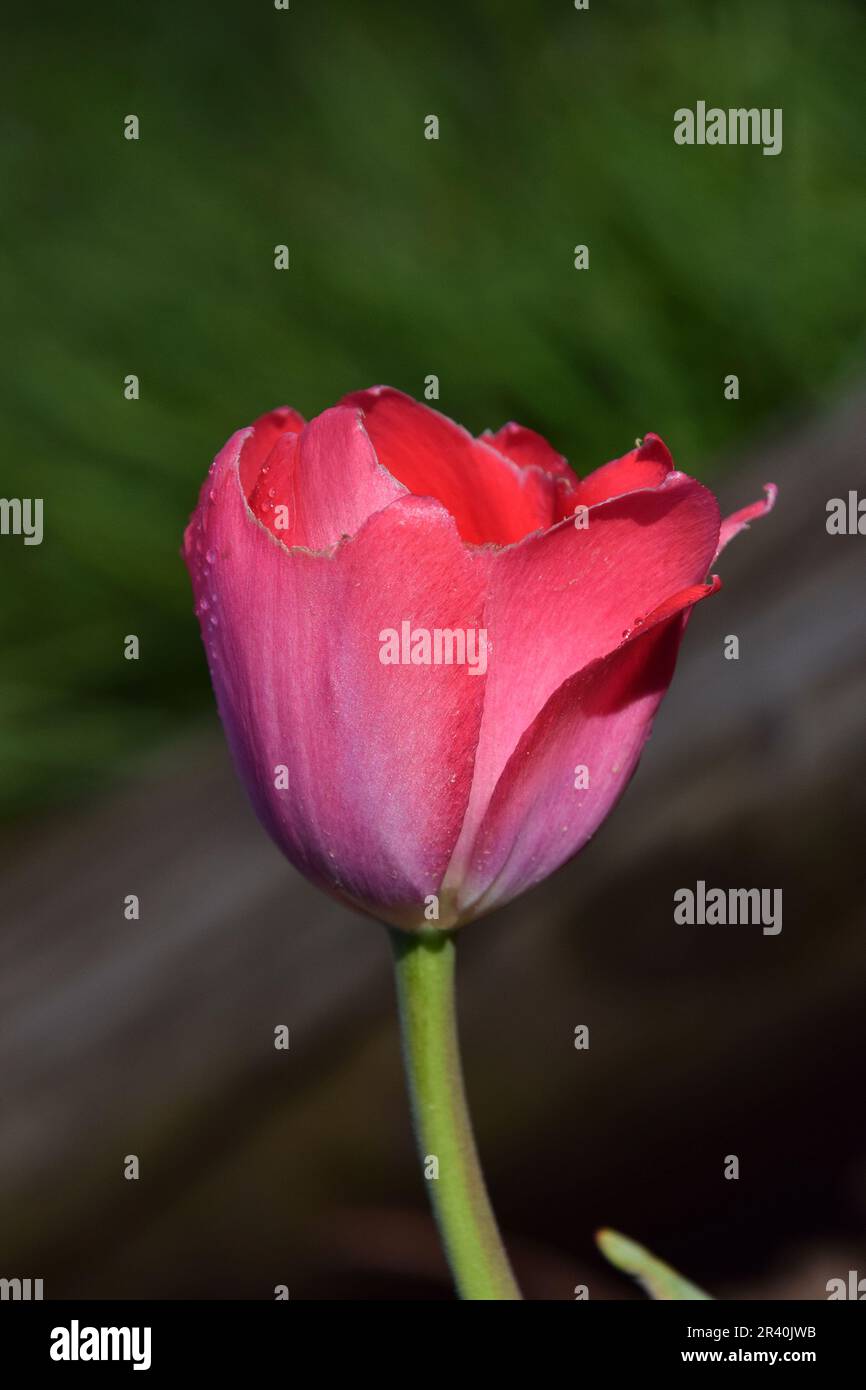 Pink tulip starting to open in the sun with water droplets Stock Photo ...