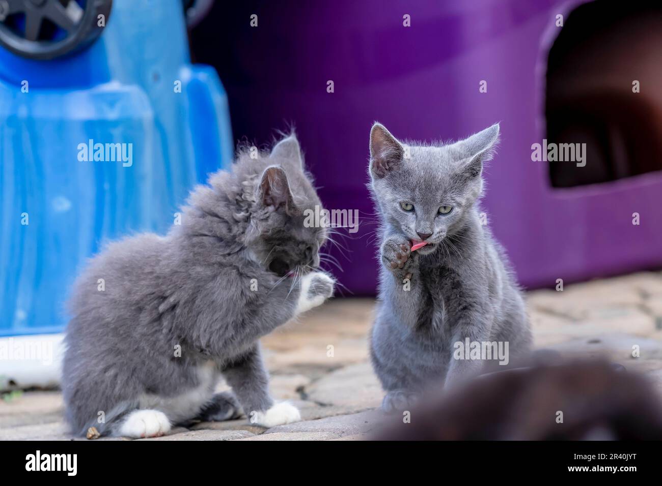 Young Kittens Eat Their Food And Clean Themselves In an Urban ...