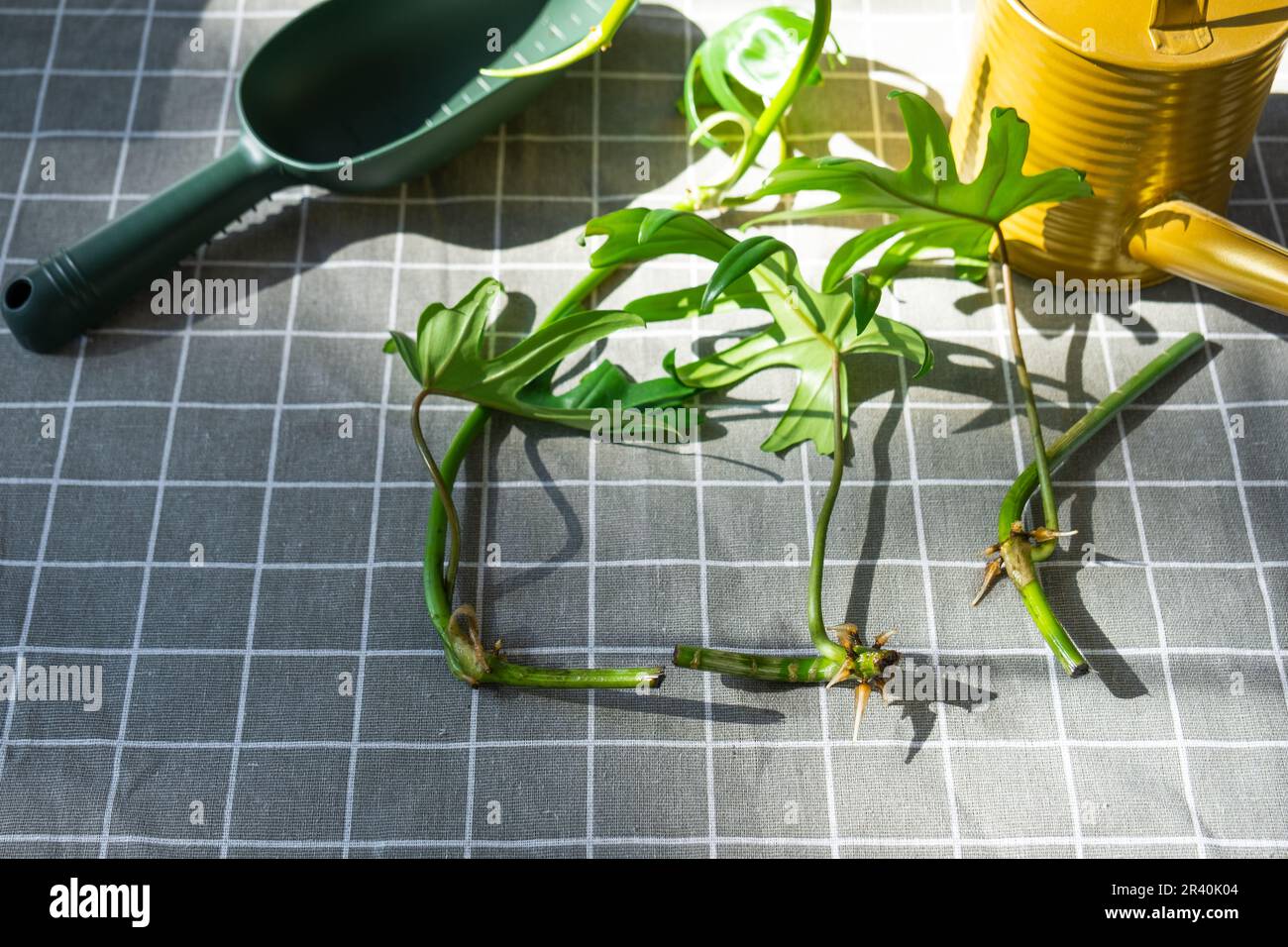 Layout on the table of a philodendron sprout with roots and equipment ...