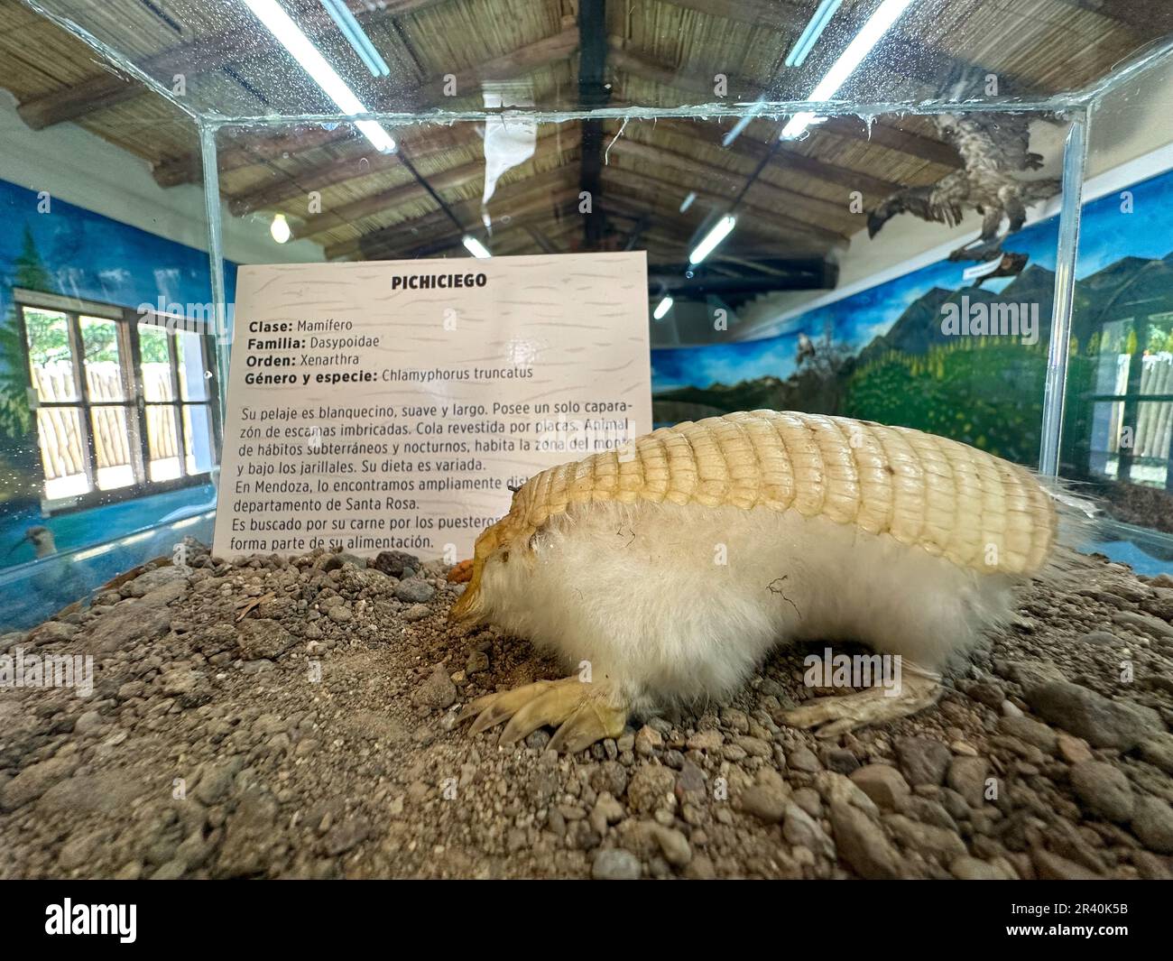 Rare speciman hi-res stock photography and images - Alamy