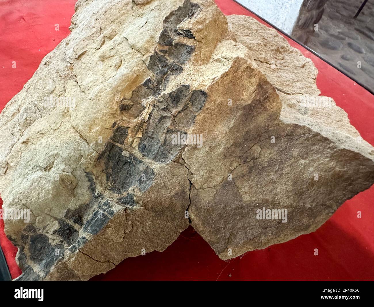 A fossil dinosaur bone in a rock in the Pachamalui Museum, Villa San ...