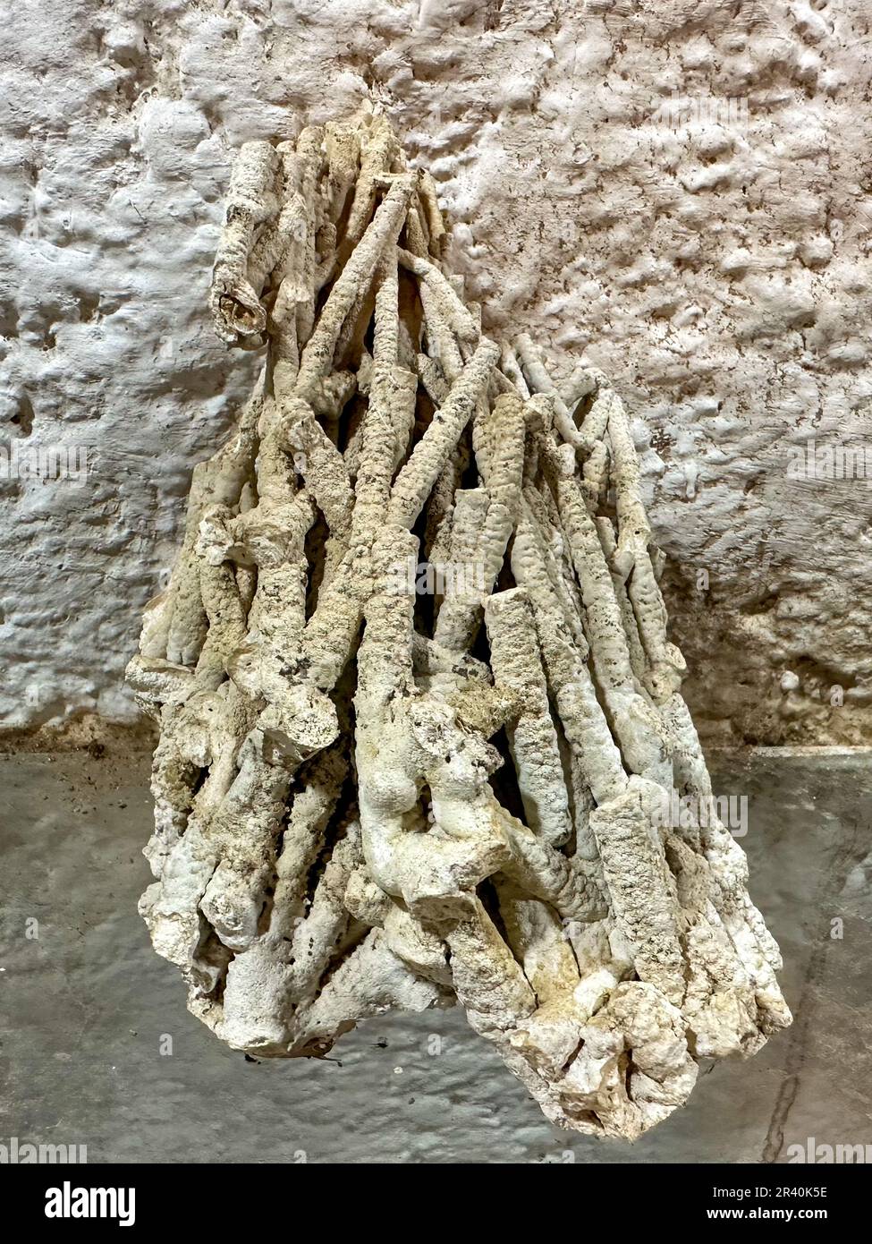 Organic fossils encrusted with travertine in the Pachamalui Museum ...