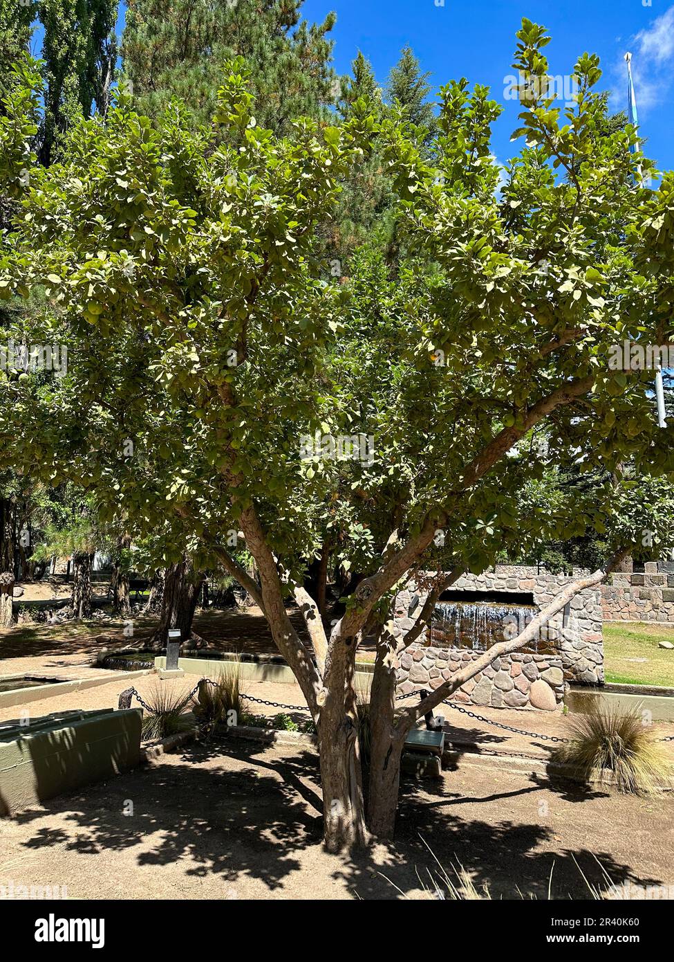 Apple martin hi-res stock photography and images - Alamy