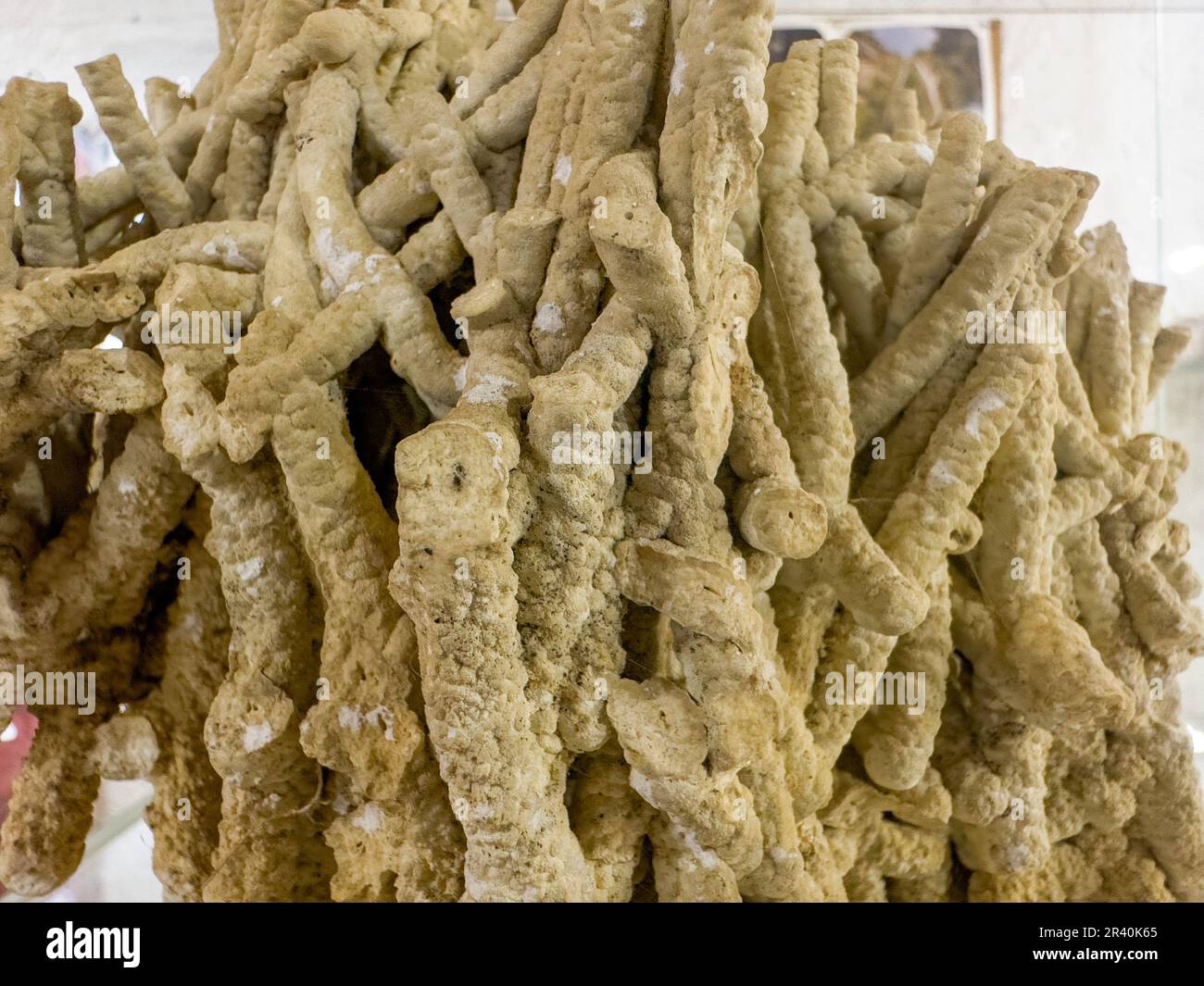 Organic fossils encrusted with travertine in the Pachamalui Museum ...