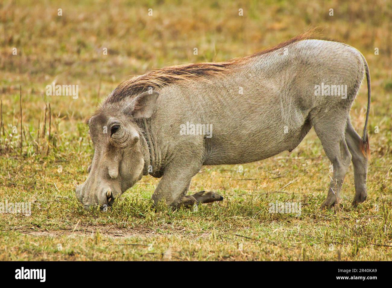 Warthog digging for roots inside Ngorongoro crater, Tanzania Stock ...