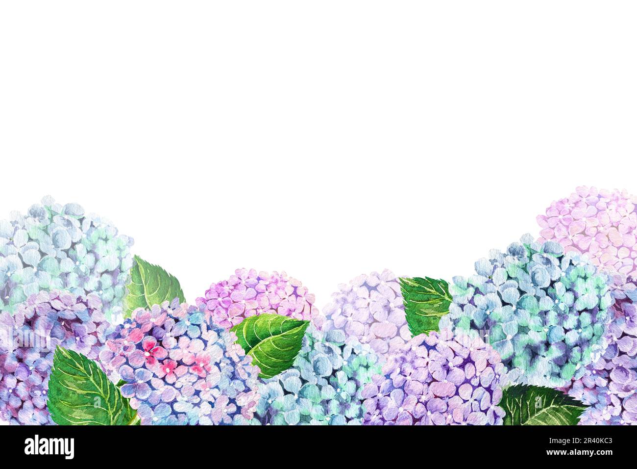 hydrangea flower watercolor illustration for frame and postcard ...