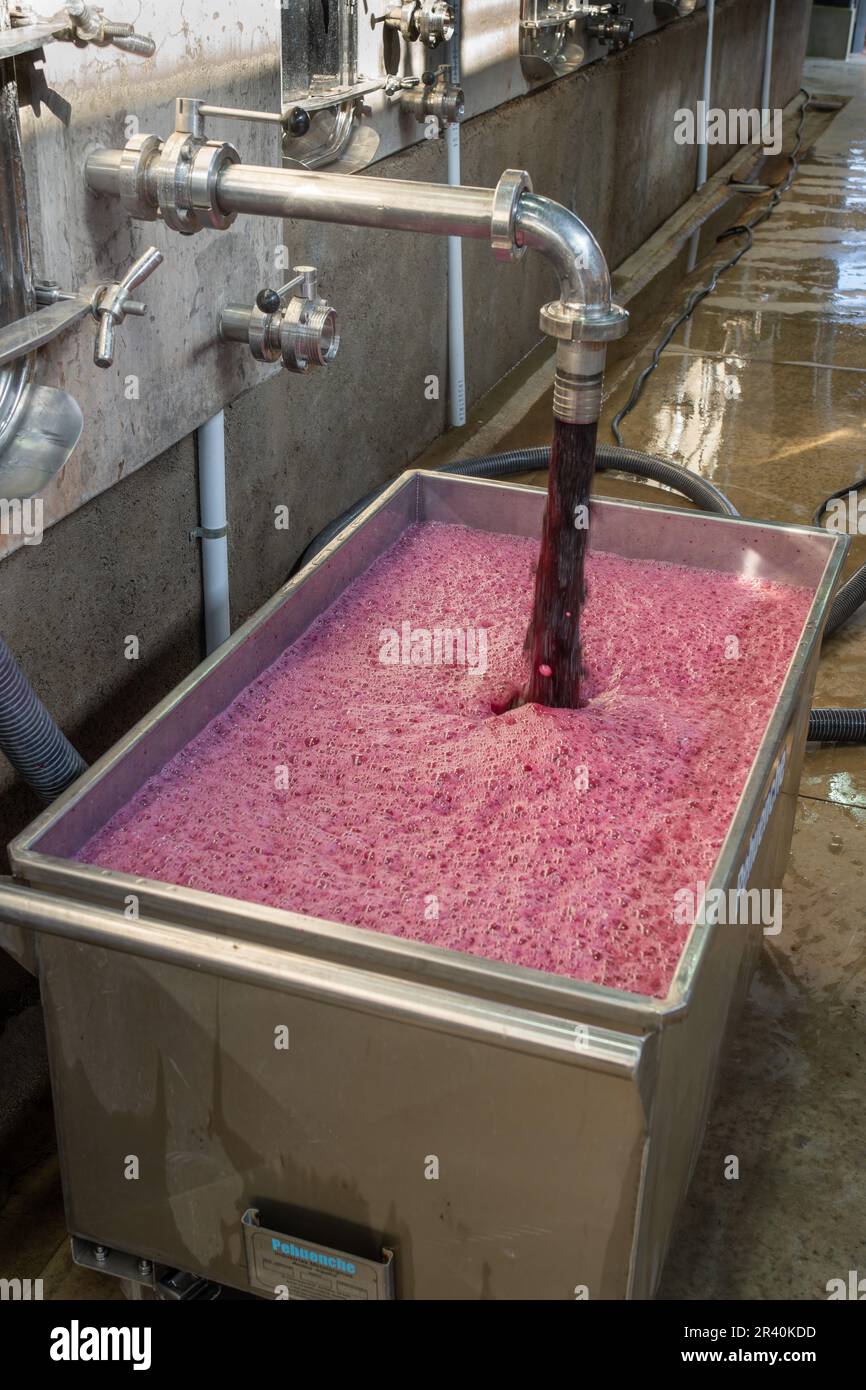 Wine is drained and pumped back into the wine vat to circulate in the ...