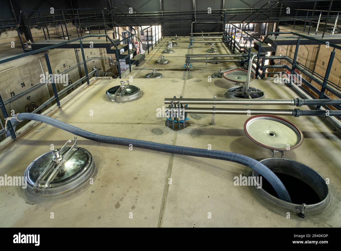 Grape must is pumped through a hose into a cement fermentaion vat in ...