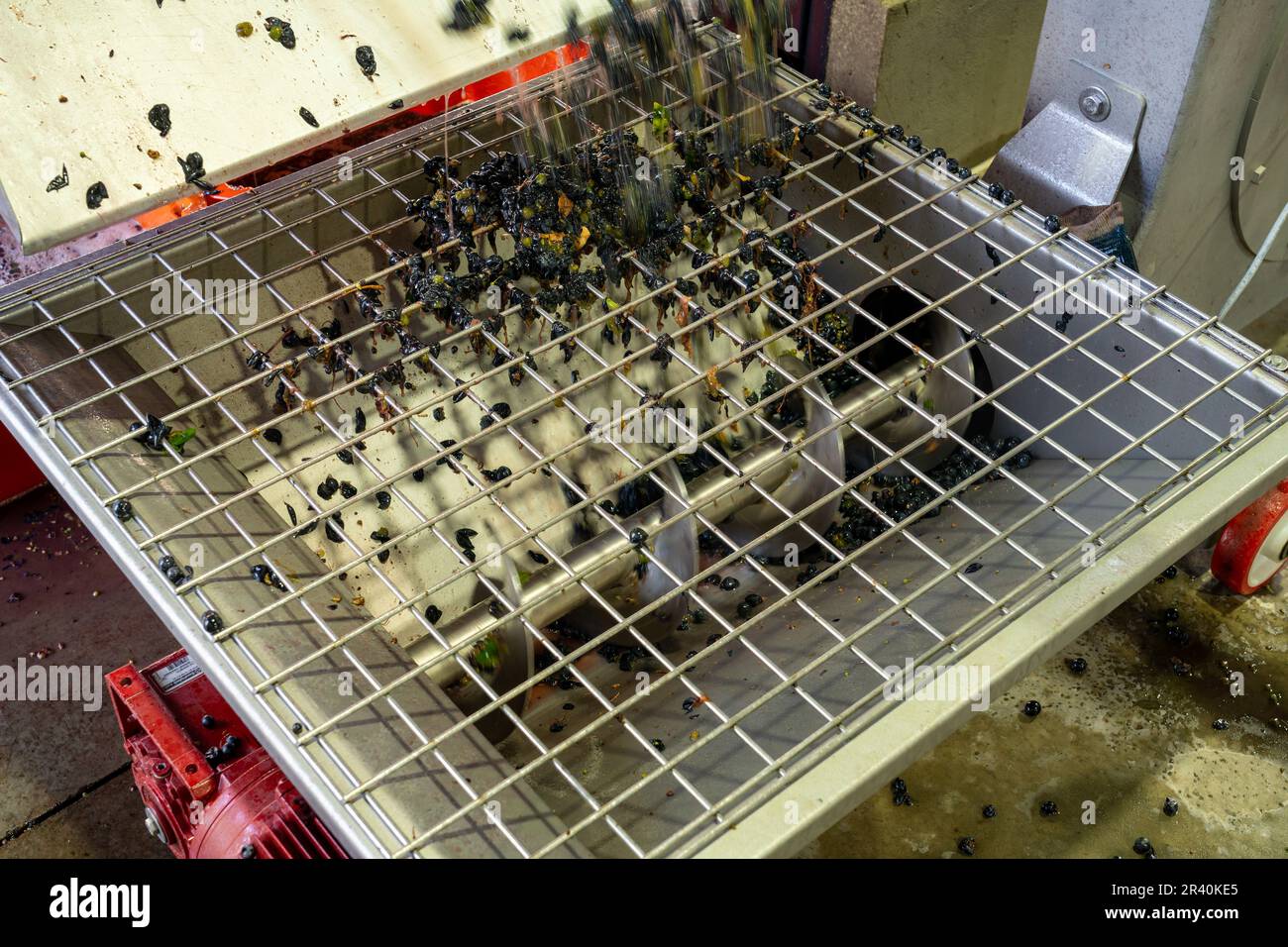 Crushed grapes or grape must drops into the hopper of the must pump in ...