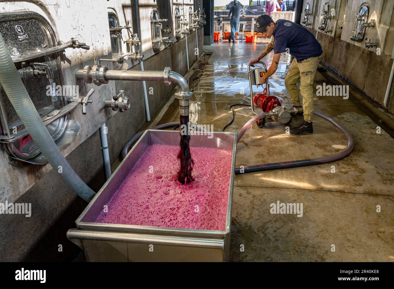 Wine is drained and pumped back into the wine vat to circulate in the ...