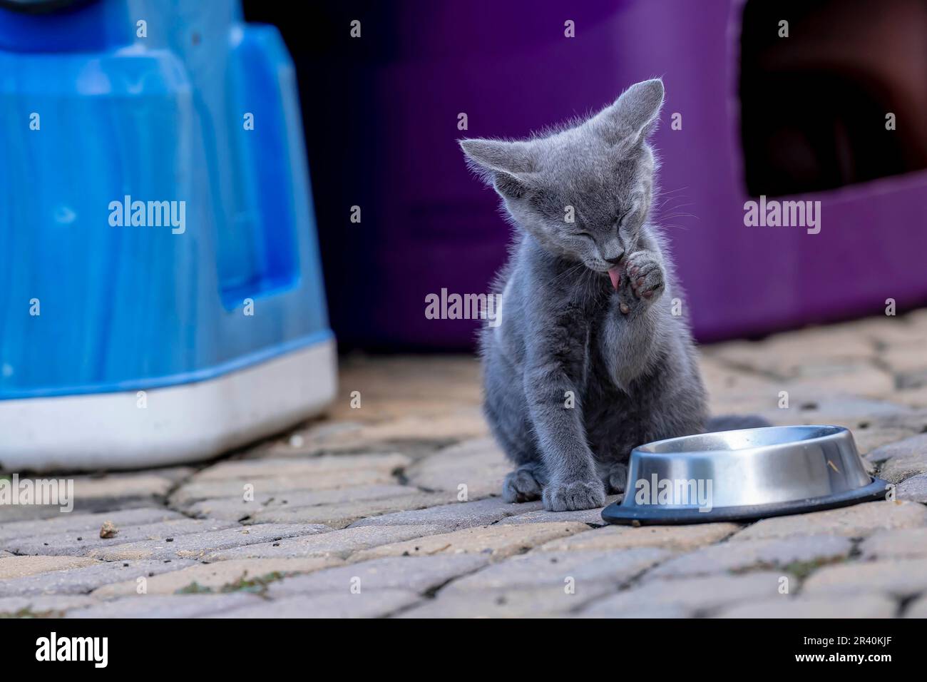 Young Kittens Eat Their Food And Clean Themselves In an Urban ...