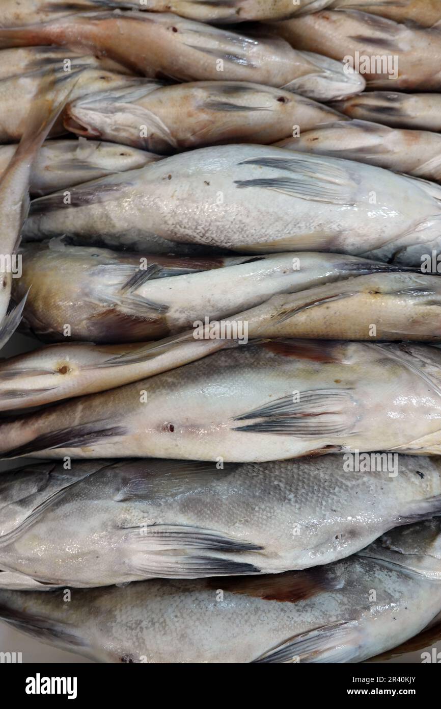 Edible fish in the market hall Mercado de Vegueta Stock Photo - Alamy