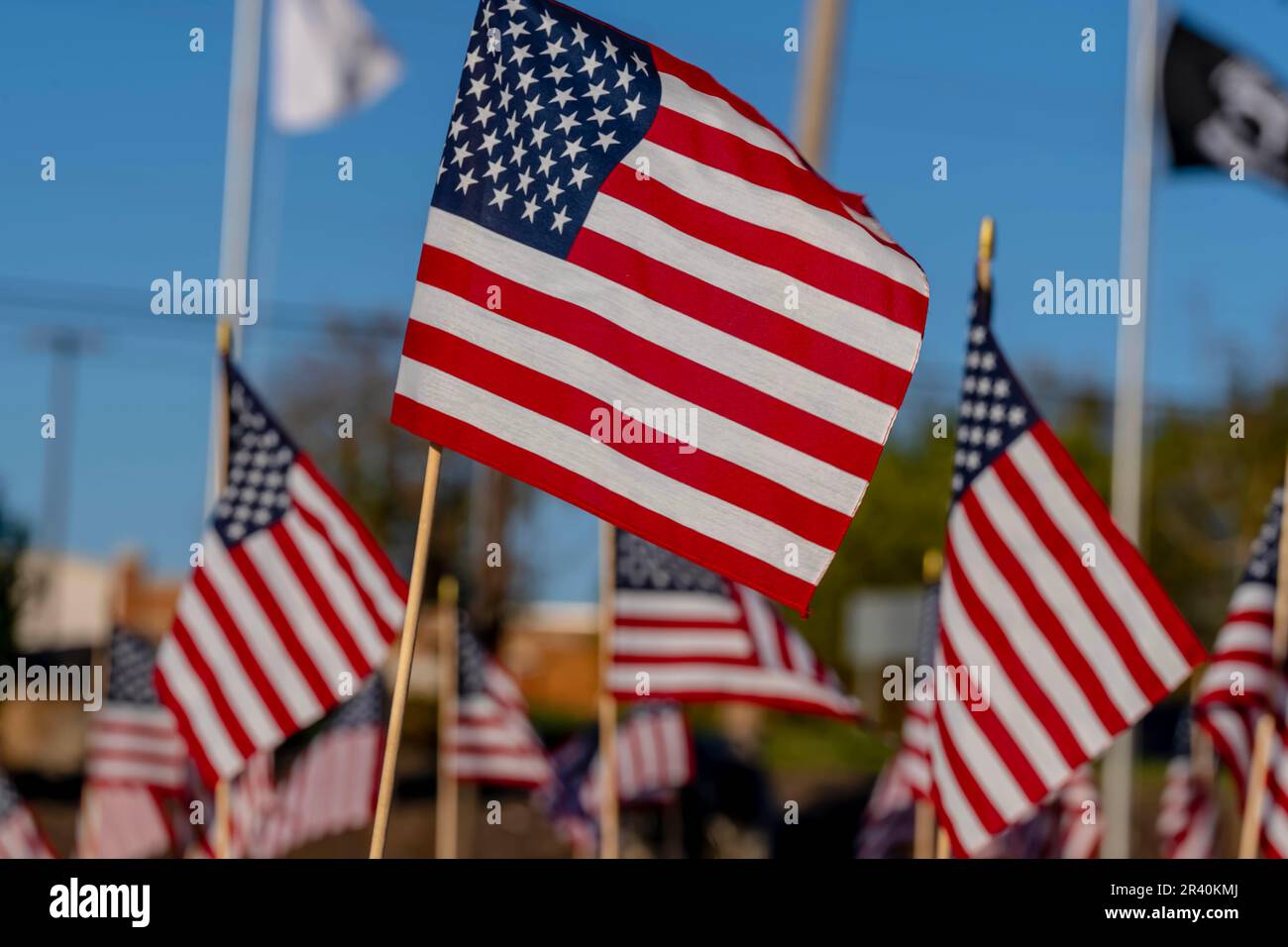 American Flags Wave In The Wind During The Veterans Memorial ...