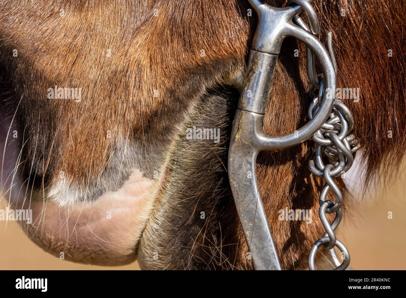 Closeup View Of Horse Tackle and Riding Equipment On A Local Farm Stock ...