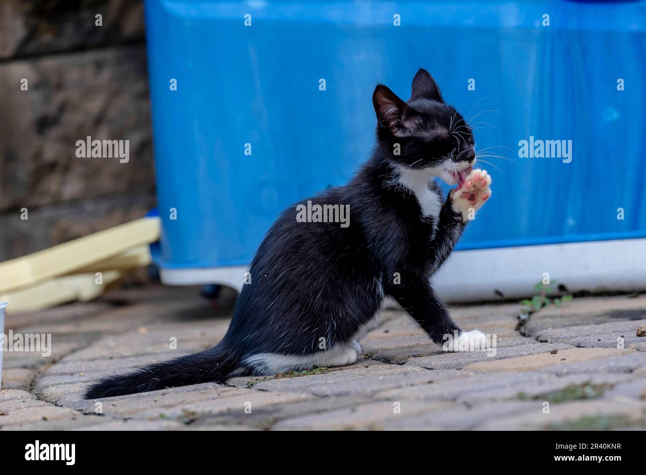Cats clean themselves hi-res stock photography and images - Alamy