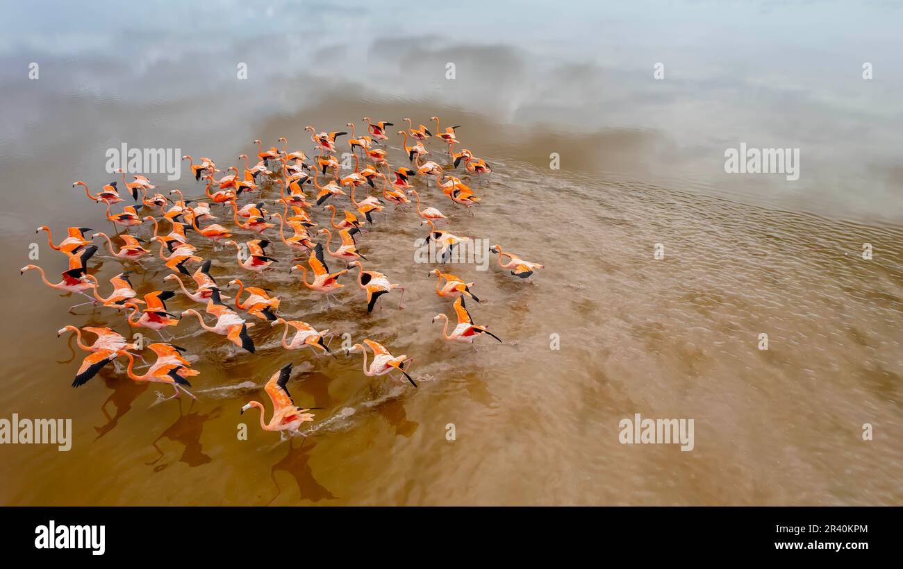 Cluster Of Pink Flamingos In Rio Lagartos With More Birds Landing In ...
