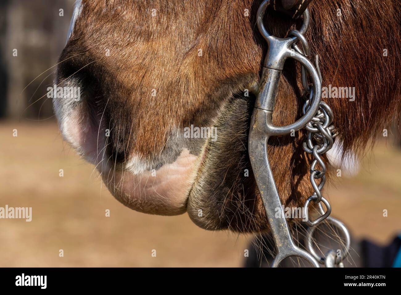 Closeup View Of Horse Tackle and Riding Equipment On A Local Farm Stock ...