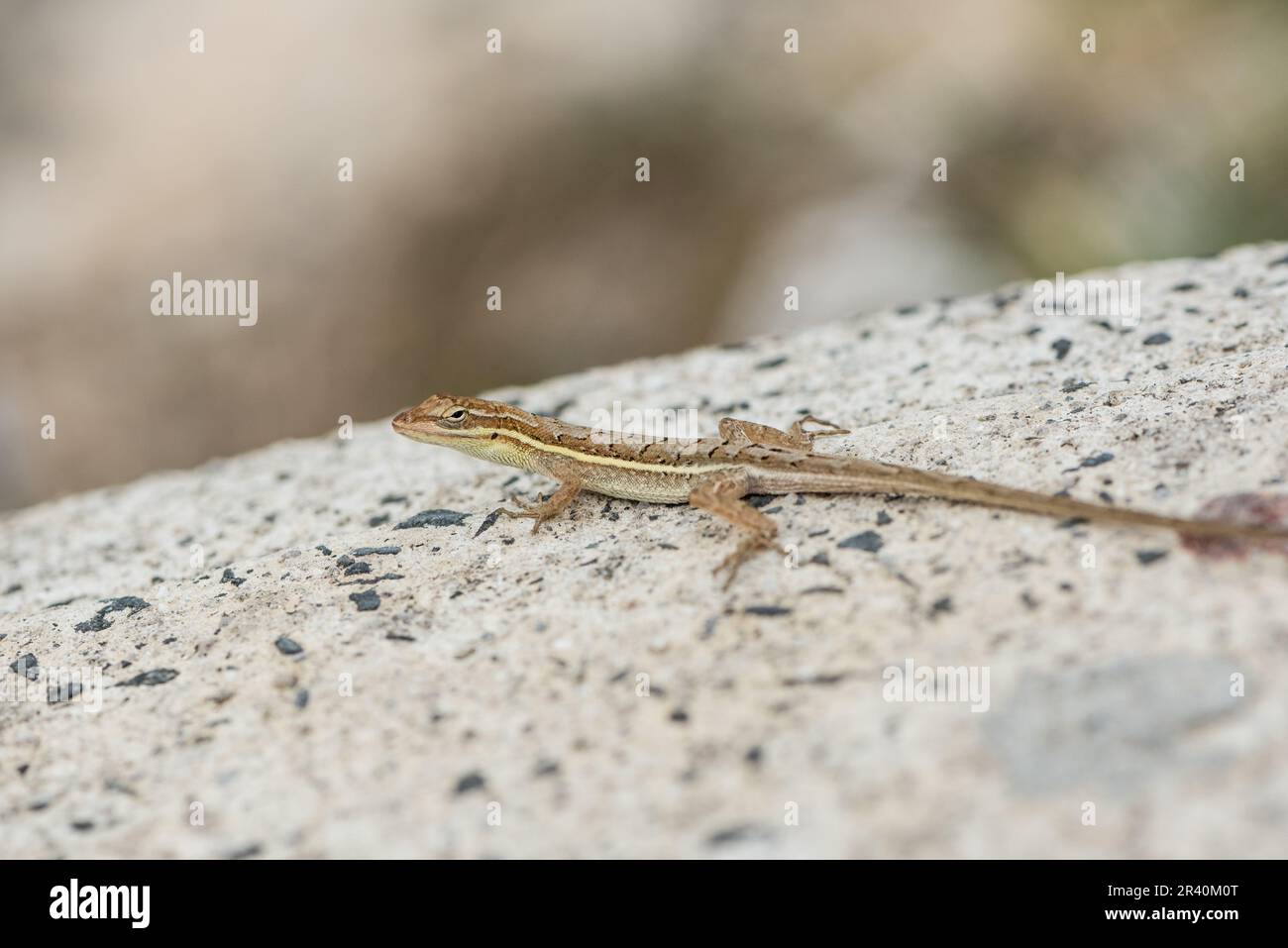 A resting Anolis sp. (lizard) on a wall in Panama Stock Photo - Alamy