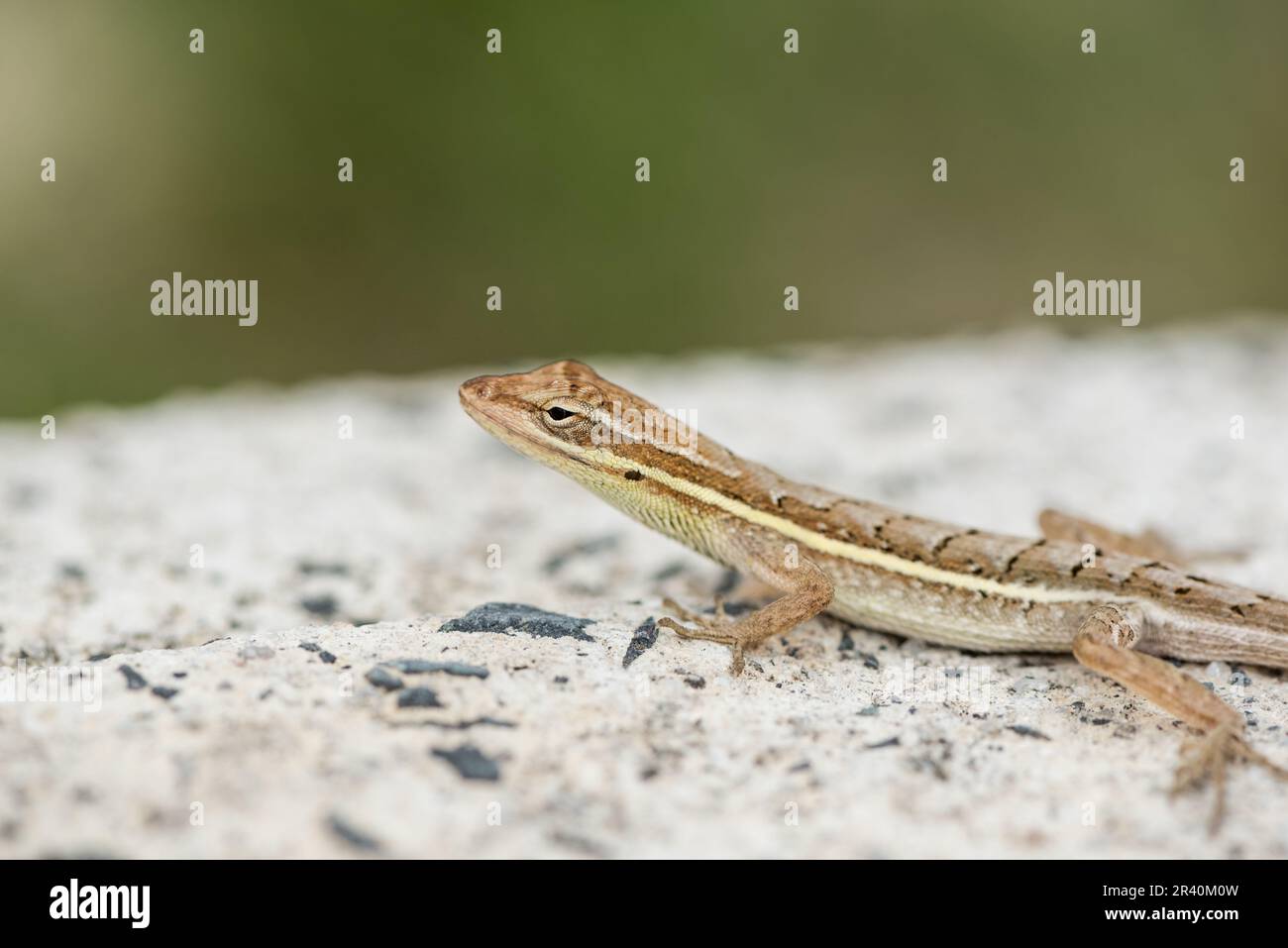 A resting Anolis sp. (lizard) on a wall in Panama Stock Photo - Alamy