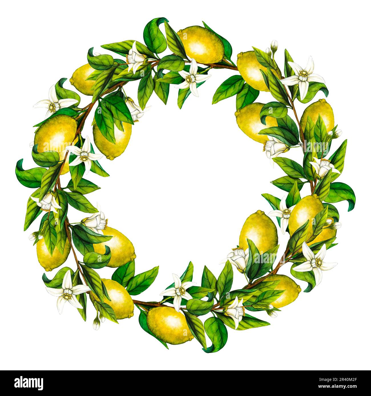 Watercolor wreath lemon tree branch with flowers isolated on white ...