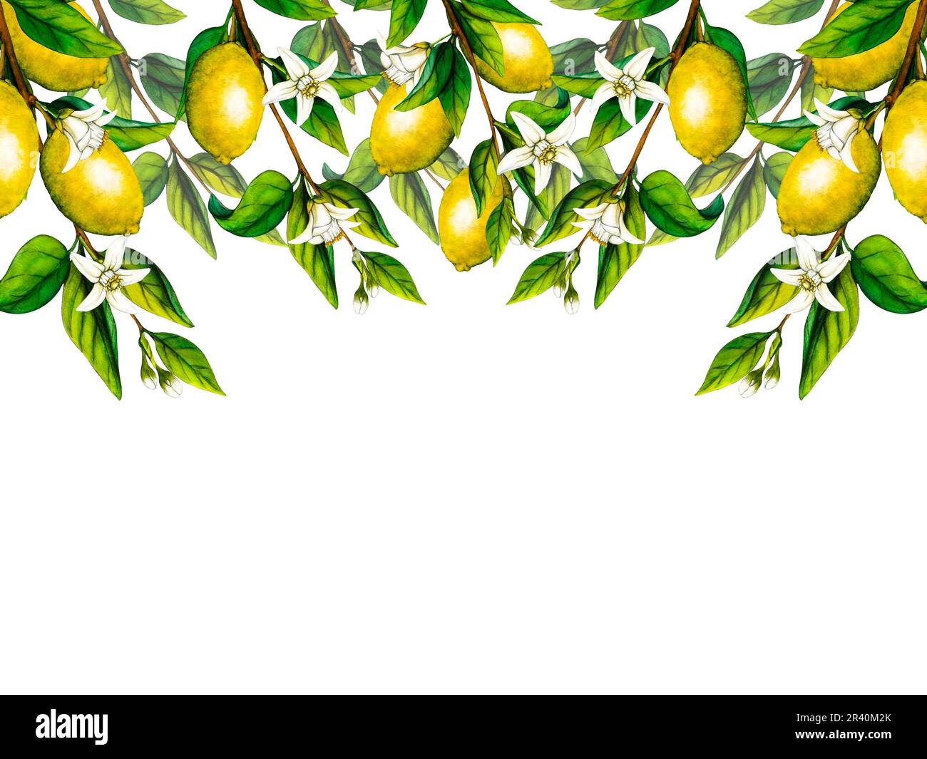 Watercolor frame lemon tree branch with flowers isolated on white ...