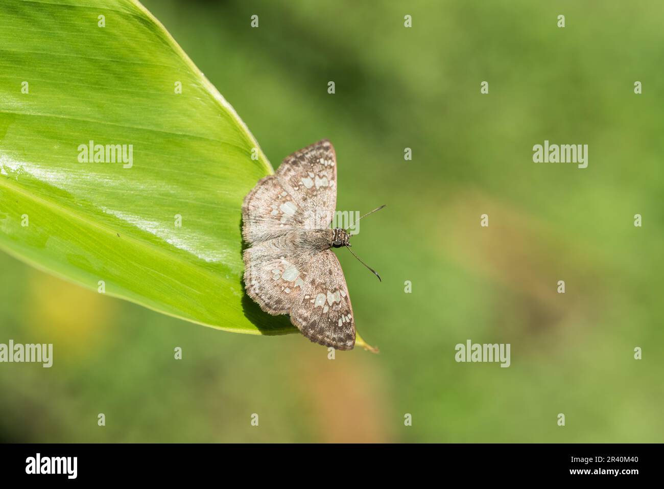 Perched Glassy-winged Skipper (Xenophanes tryxus) in Panama Stock Photo ...