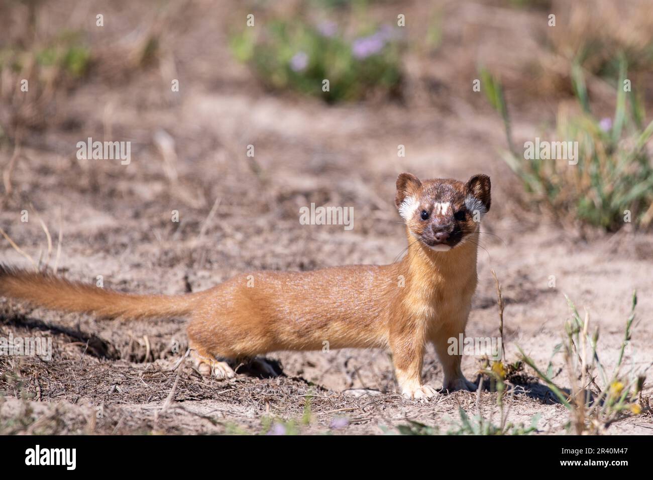 Long-tailed weasel closeup in field Stock Photo - Alamy