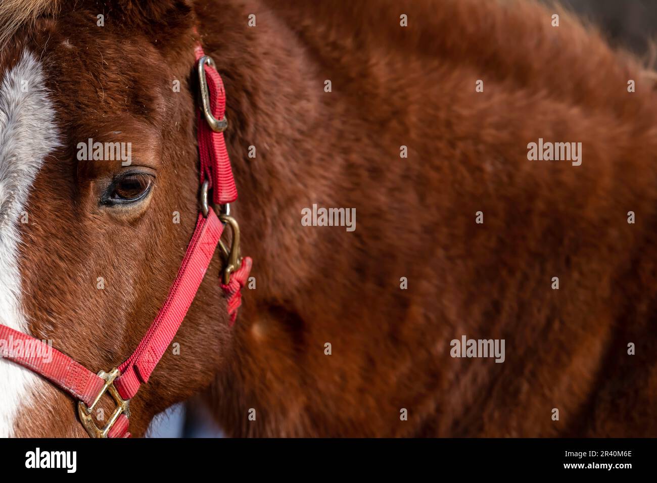 Closeup View Of Horse Tackle and Riding Equipment On A Local Farm Stock ...