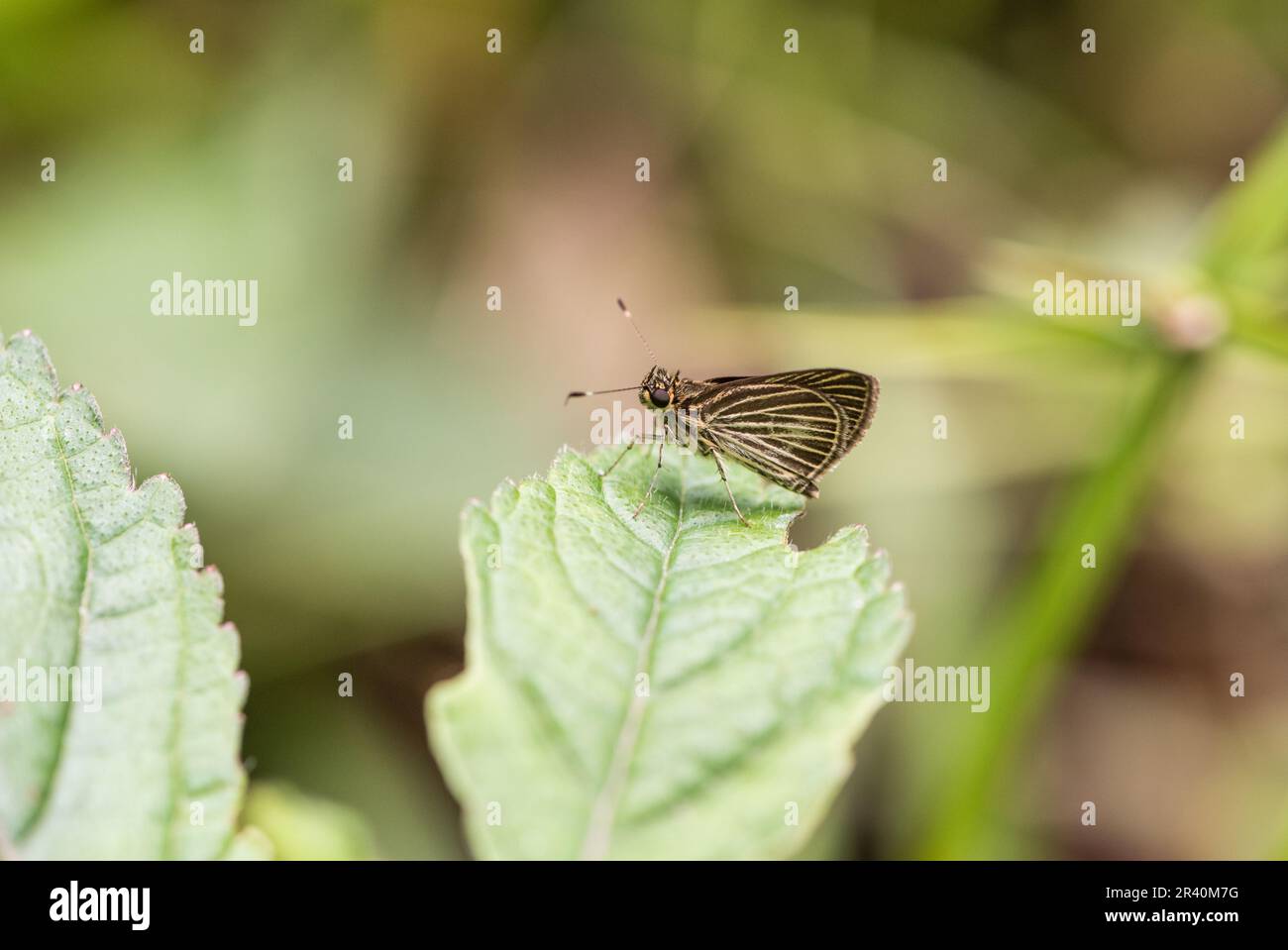A Radiant Brown-Skipper (Callimormus radiola) perched on a leaf in ...