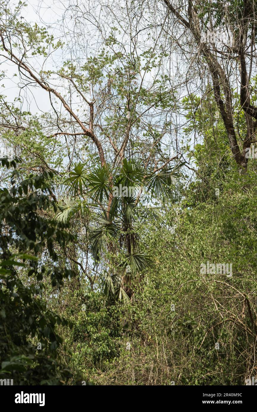 Typical rain forest trees in the Soberania National Park, Panama Stock ...