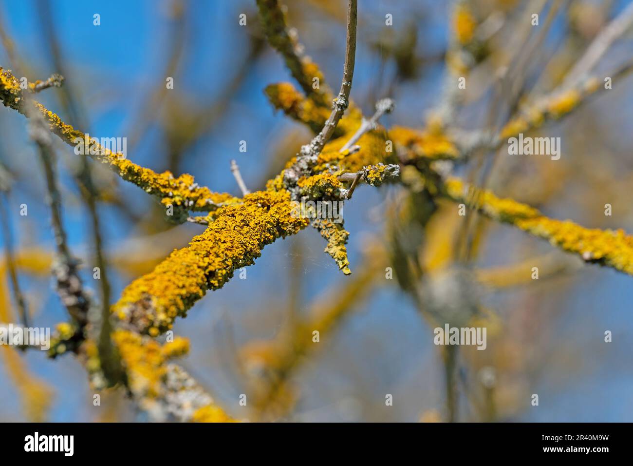 Brown lichen hi-res stock photography and images - Alamy