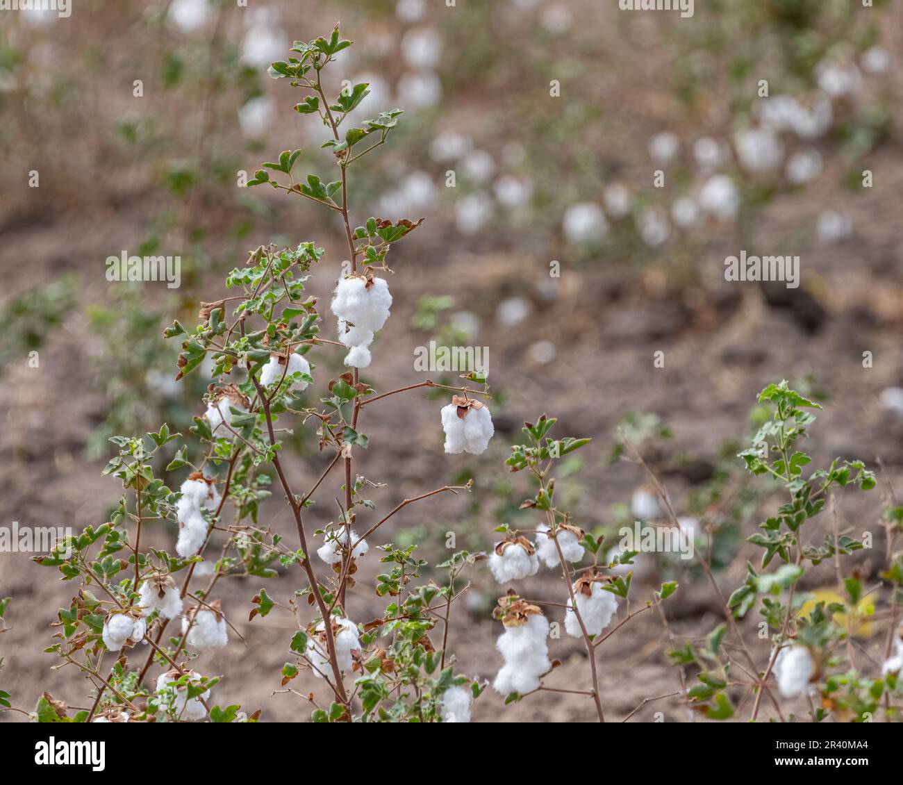 Cotton flowers in cotton field Stock Photo - Alamy