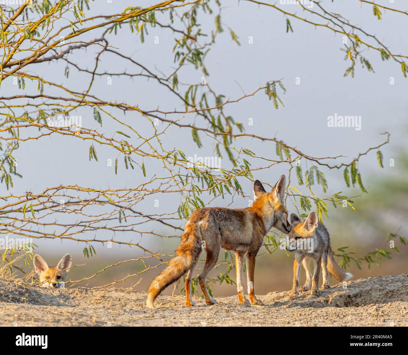 A Desert fox with its two juveniles Stock Photo - Alamy