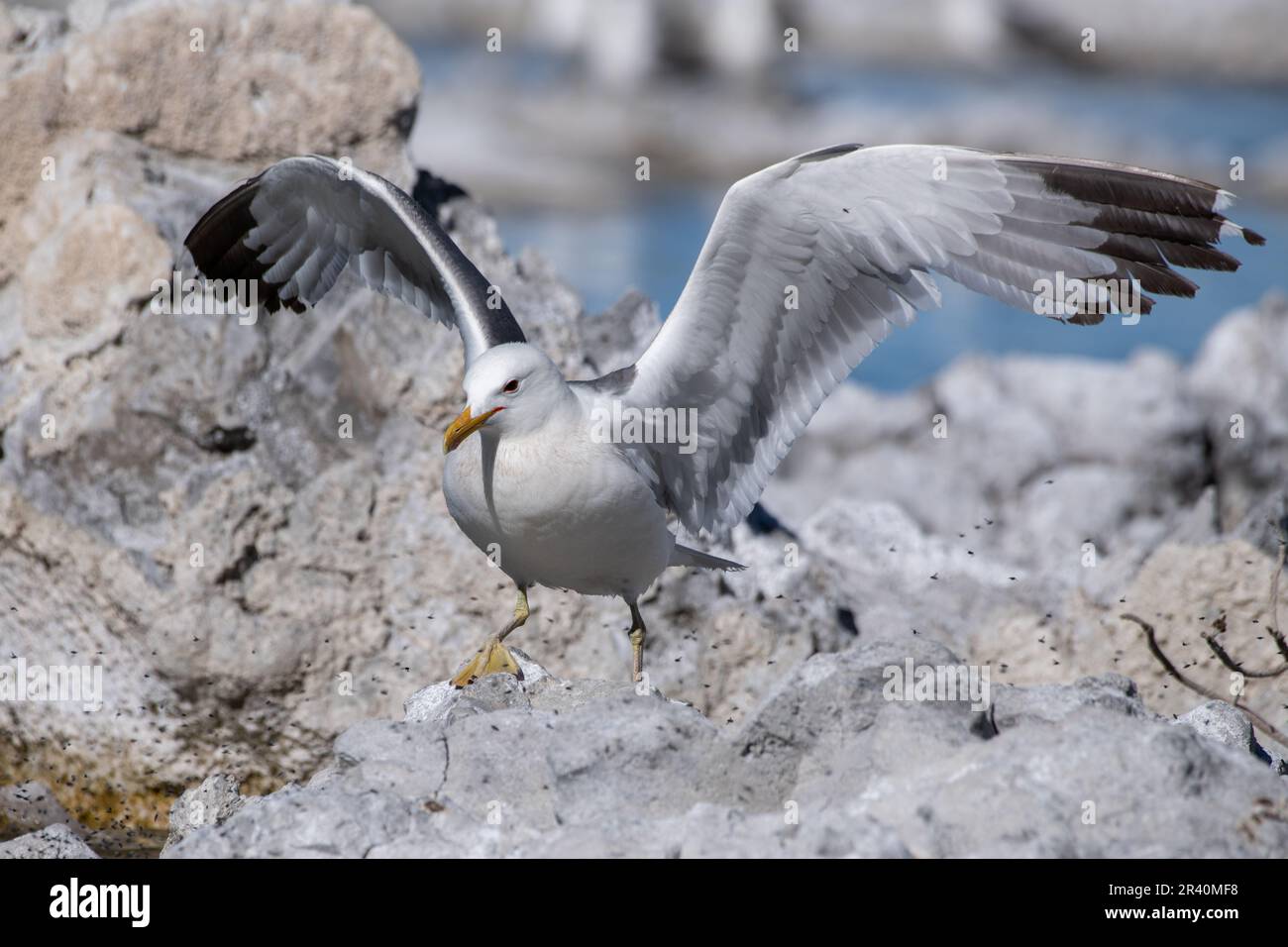California gull with wings spread Stock Photo - Alamy