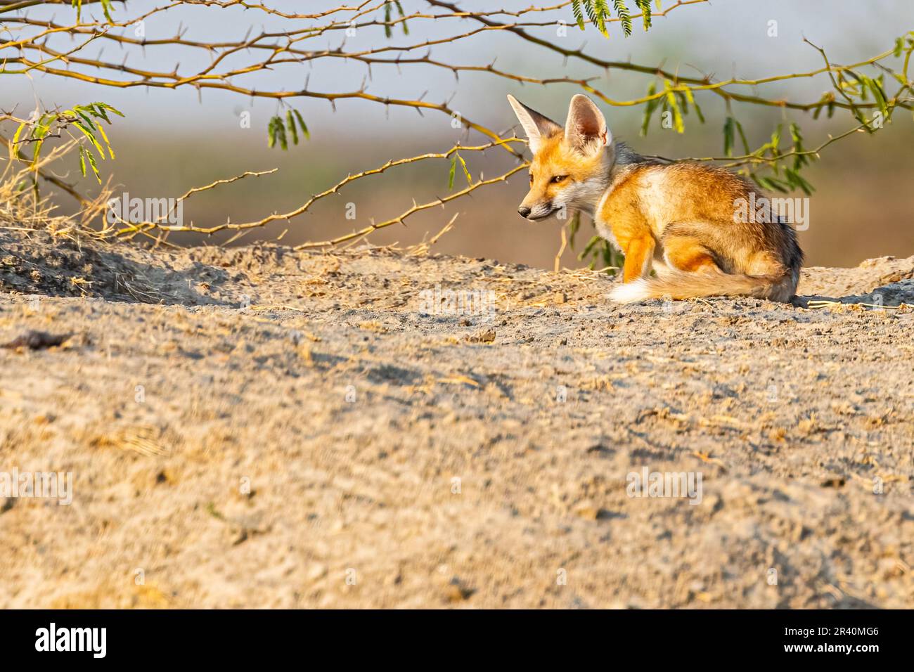 Fox in the golden light hi-res stock photography and images - Alamy