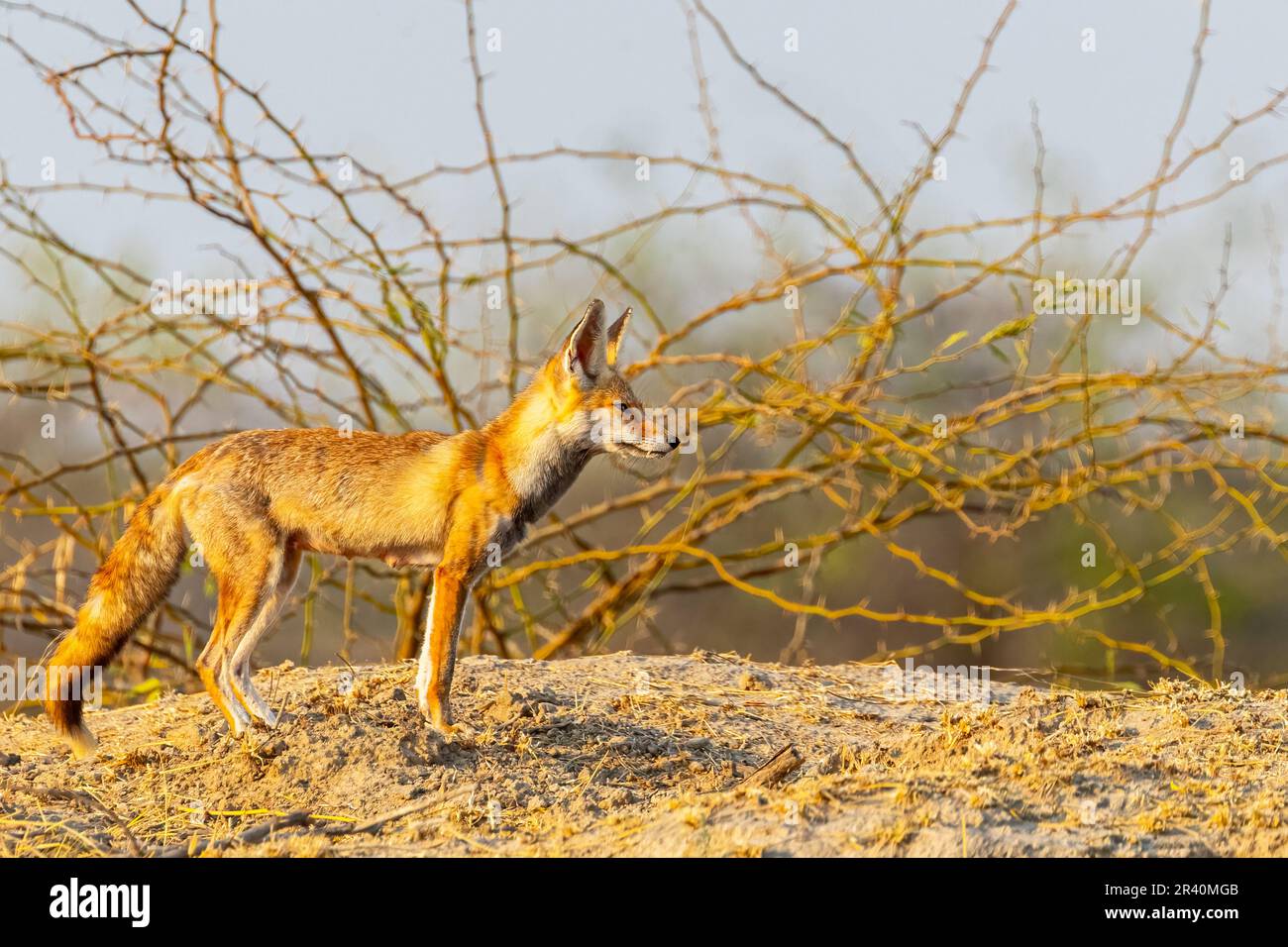 A Desert fox portrait on sand rock Stock Photo - Alamy