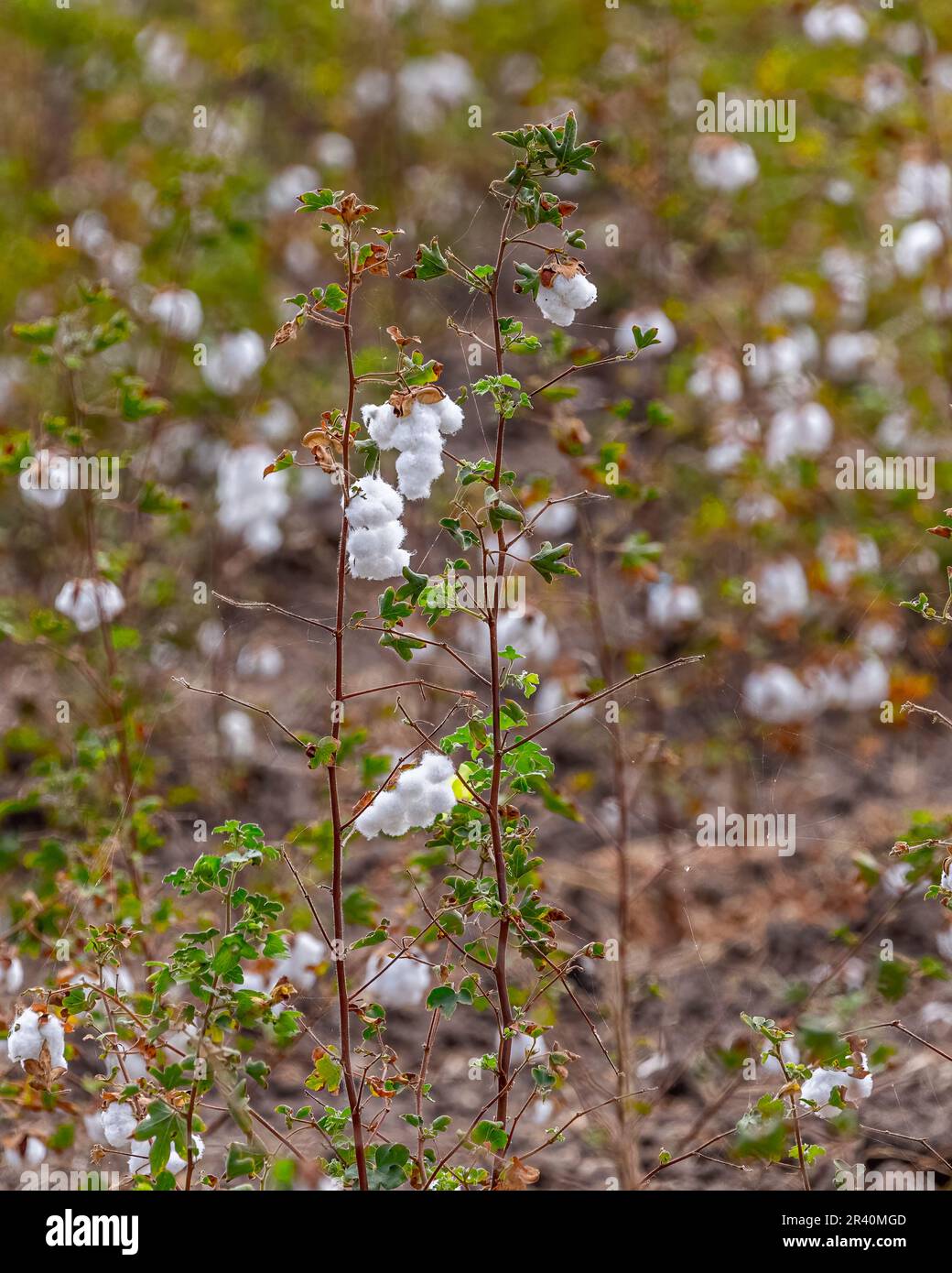 A Cotton field with blooming cotton flowers Stock Photo - Alamy