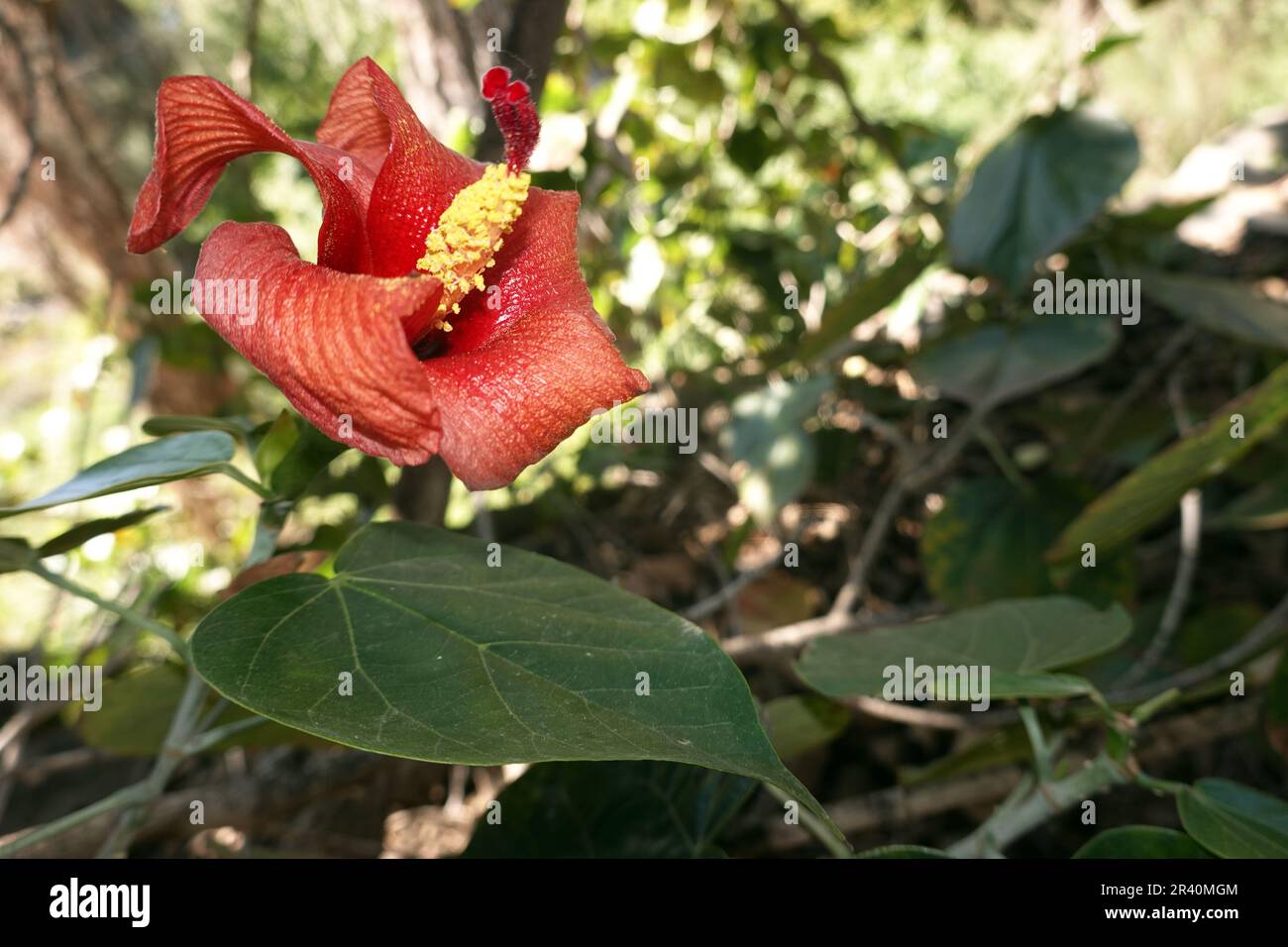 Hibicus elatus hi-res stock photography and images - Alamy